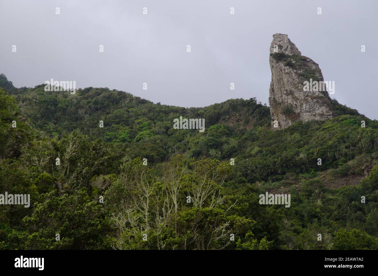 Myrica erica shrub forests hi-res stock photography and images - Alamy