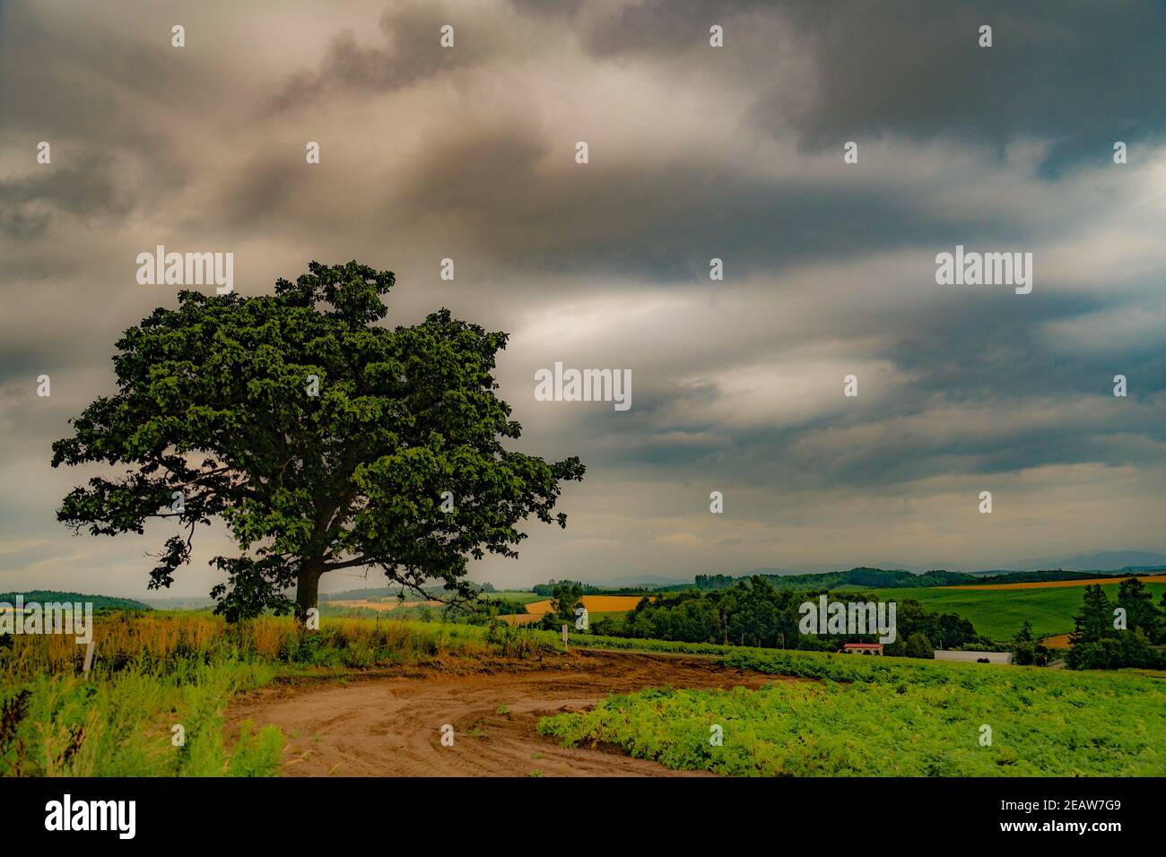 Seven stars tree hi-res stock photography and images - Alamy