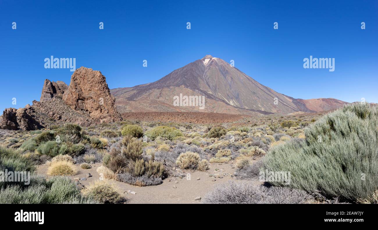 Volcanic landscape with bushes at the Mount Teide on Tenerife island ...