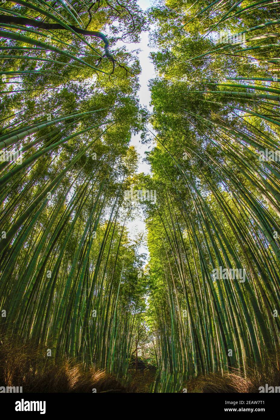 Kyoto Arashiyama bamboo forest Stock Photo - Alamy