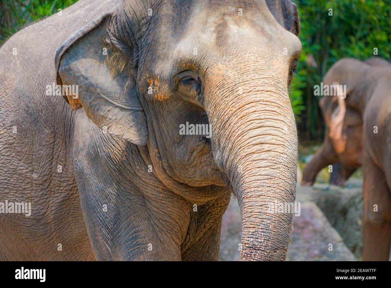 Elephant singapore zoo singapore elephant hi-res stock photography and ...