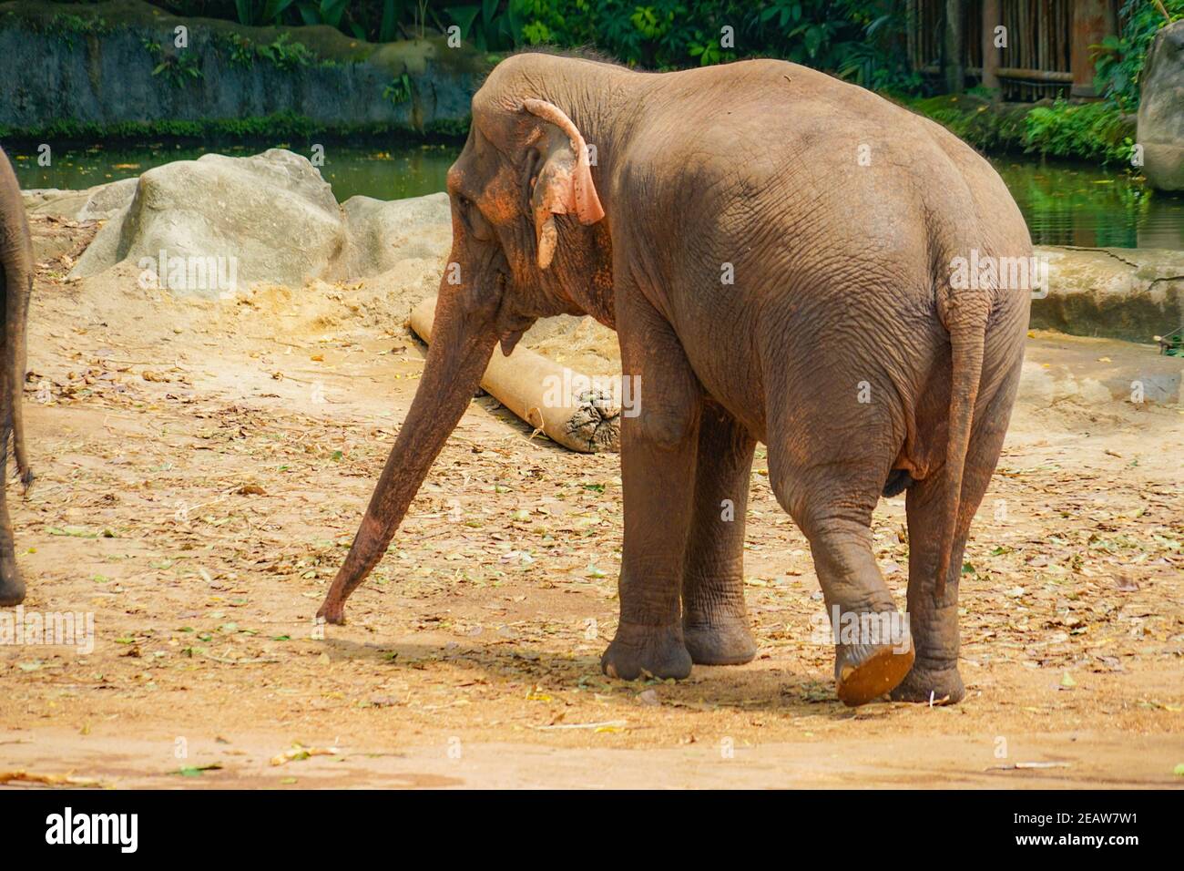 Singapore zoo hi-res stock photography and images - Alamy