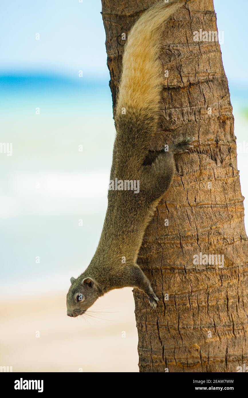 Pattaya Beach cute squirrel (Thailand Stock Photo - Alamy