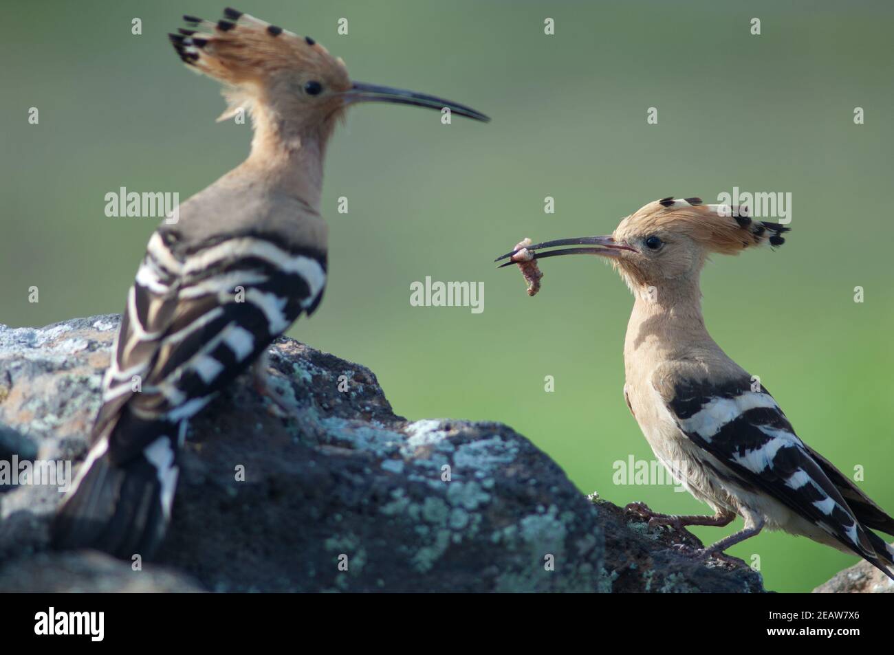 Eurasian hoopoes Upupa epops Stock Photo - Alamy