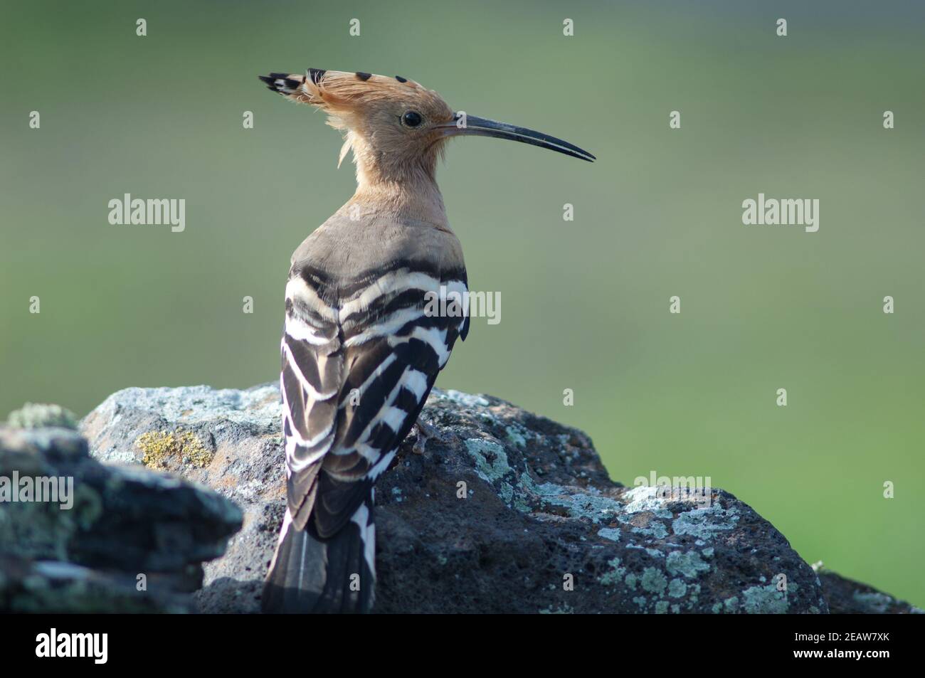 Eurasian hoopoe Upupa epops Stock Photo - Alamy
