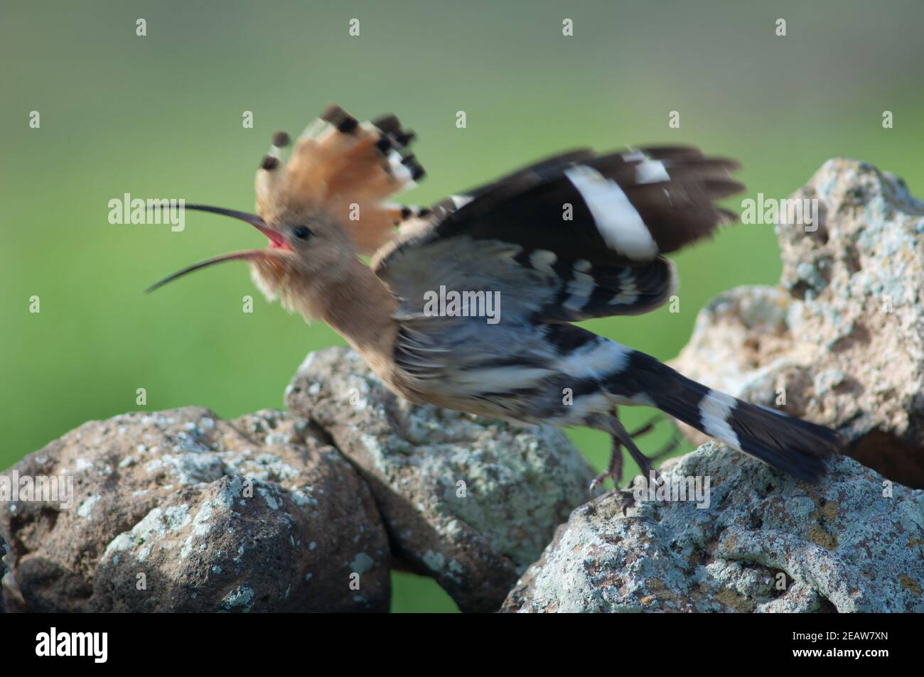 Eurasian hoopoe threathening to another one Stock Photo - Alamy