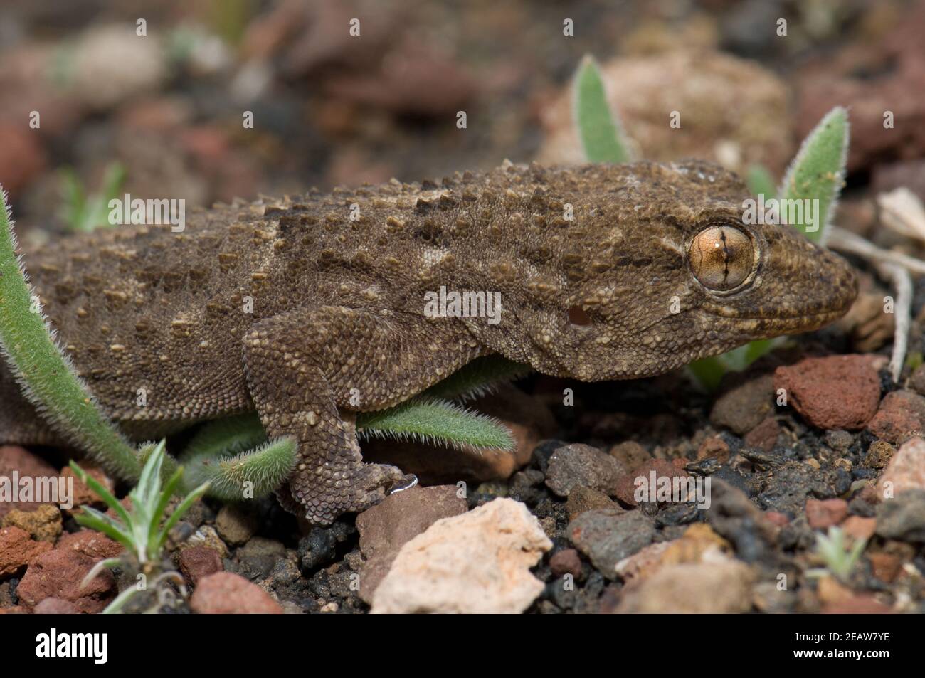 East Canary gecko Tarentola angustimentalis Stock Photo - Alamy