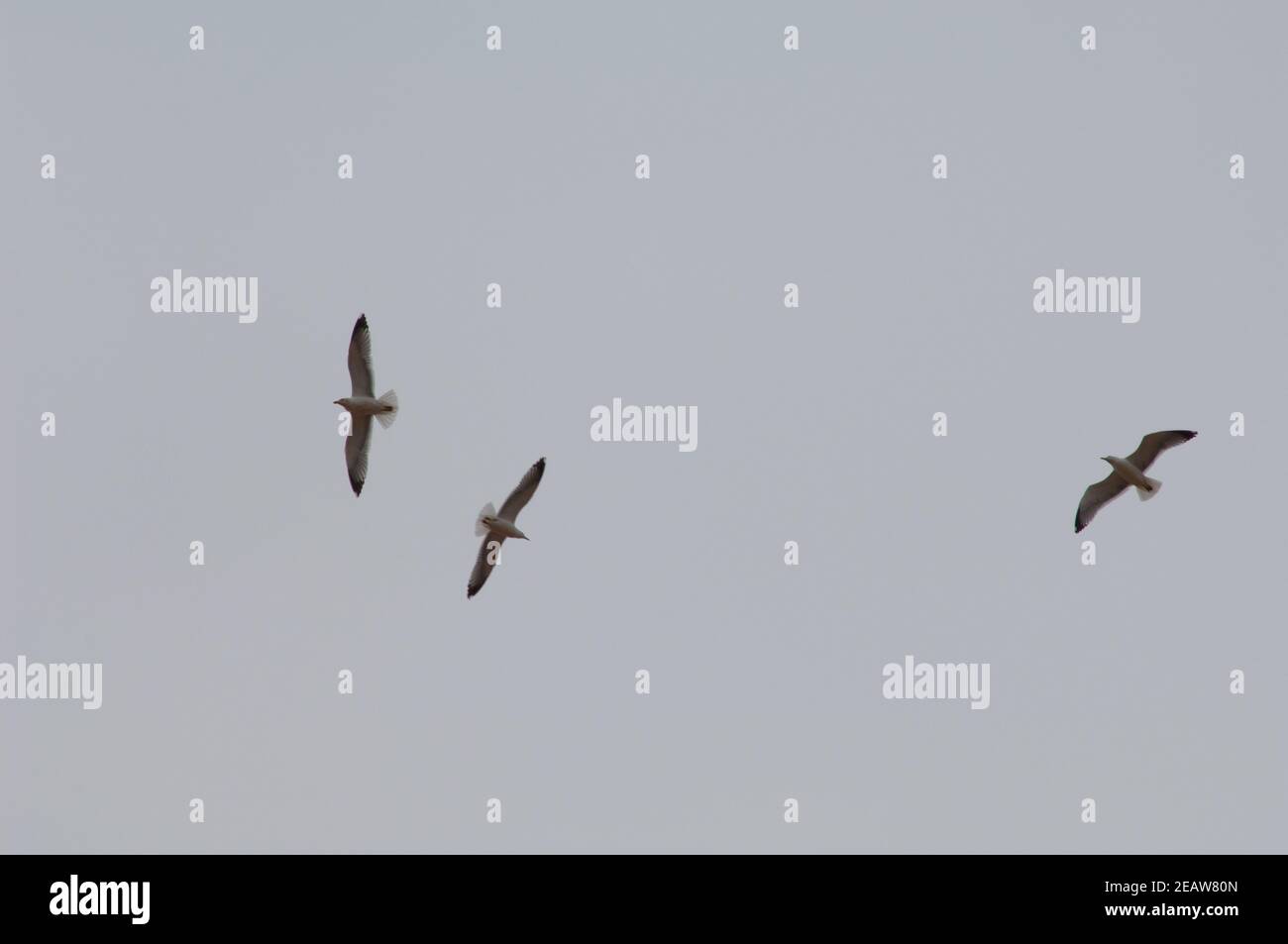 Yellow legged gulls Larus michaellis atlantis Stock Photo - Alamy