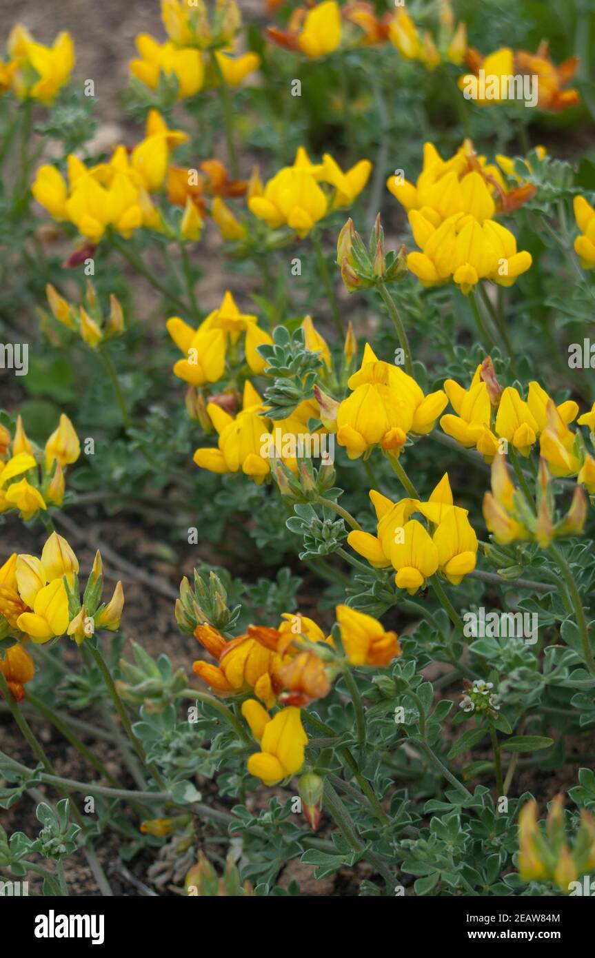 Bird foot trefoil Lotus lancerottensis in flower Stock Photo - Alamy