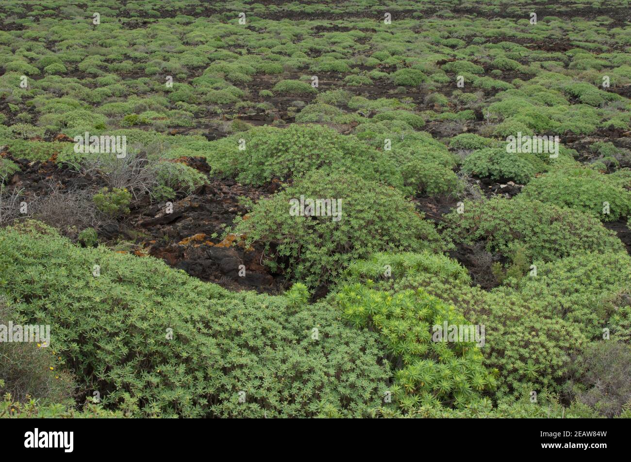 Shrubland of Euphorbia balsamifera Stock Photo - Alamy