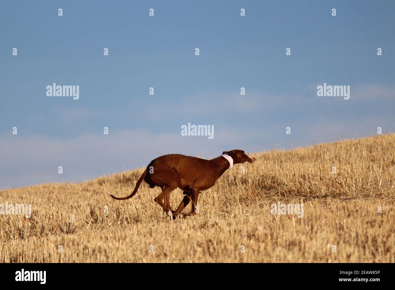 Spanish greyhound in mechanical hare race in the countryside Stock ...