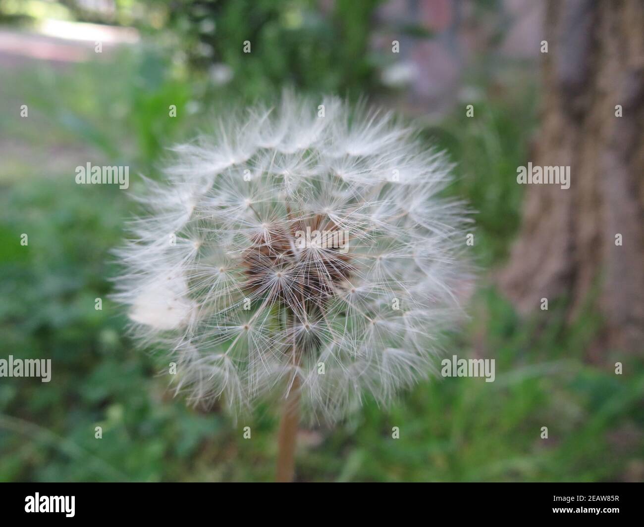 Dandelion dandelion delicate white sensitive flower wind Stock Photo ...