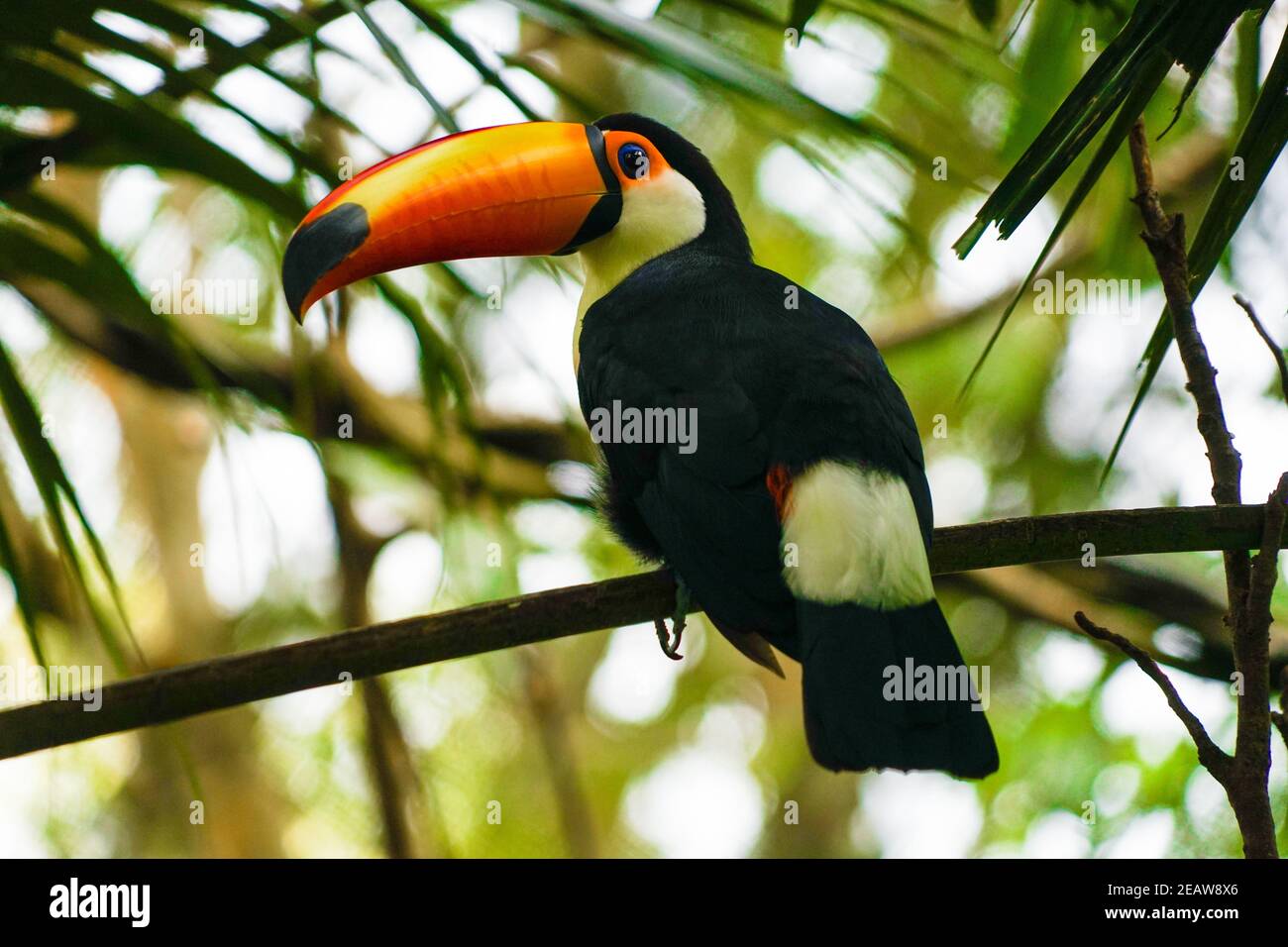 Toco Toucan (colorful tropical bird Stock Photo - Alamy