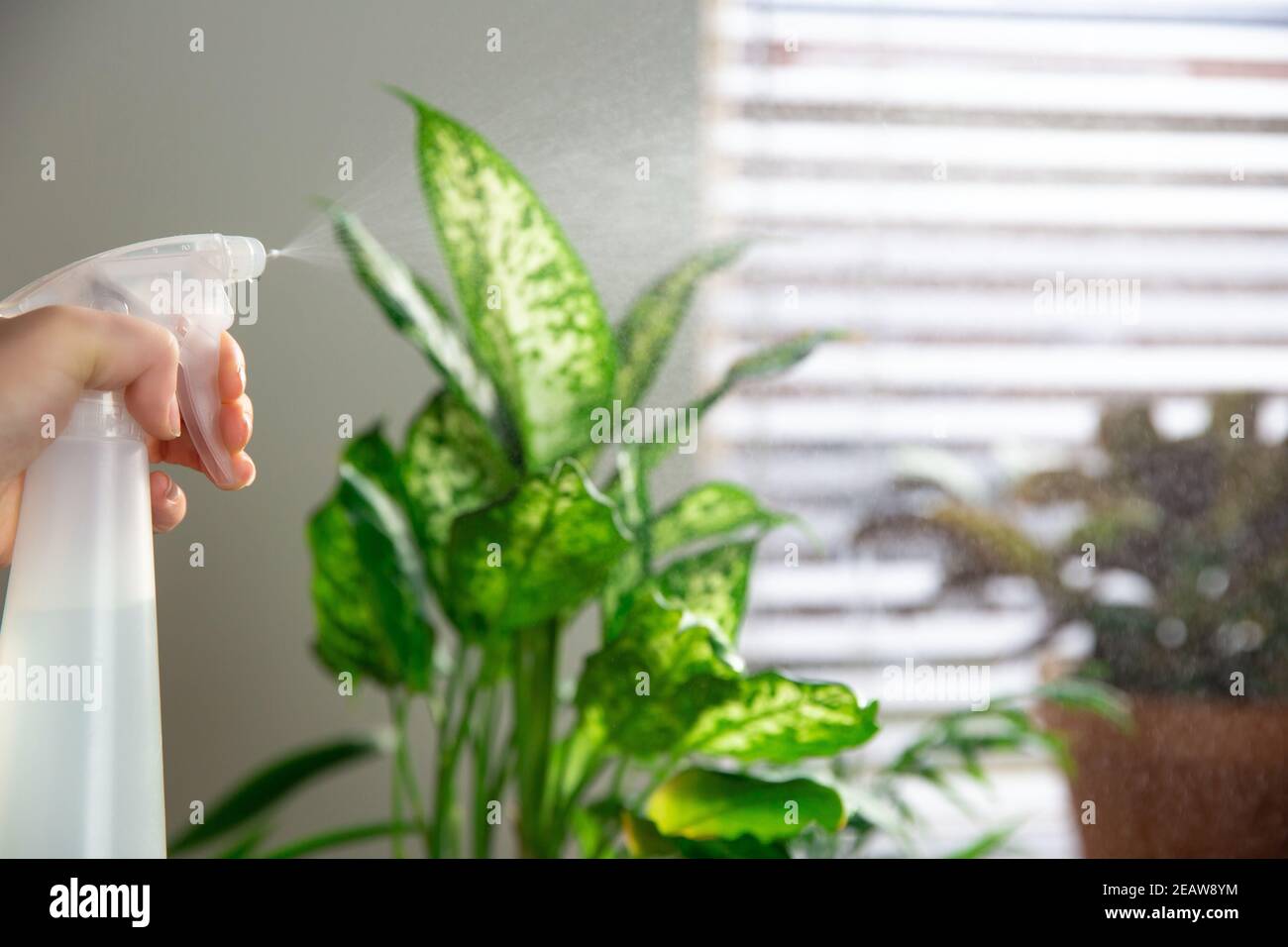 Spray house plants hi-res stock photography and images - Alamy
