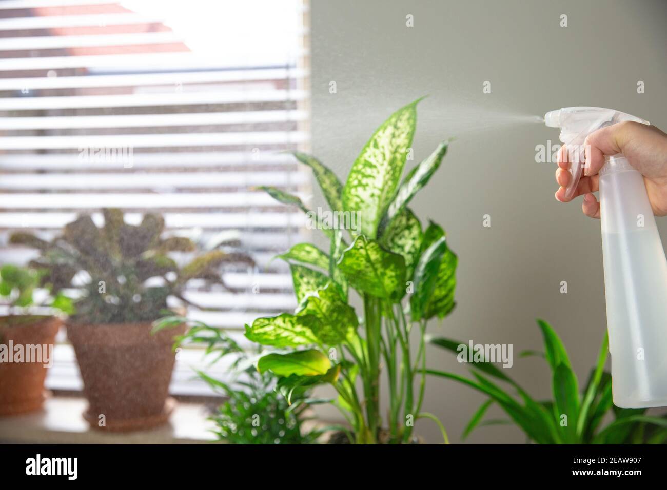 Female hand spraying water on indoor house plant on window sill with ...