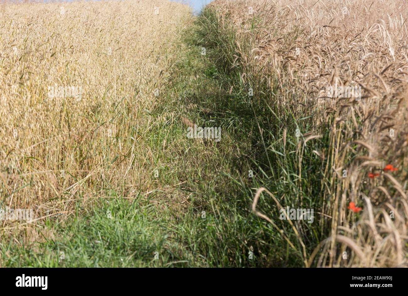Spike wheat in sunlight hi-res stock photography and images - Alamy