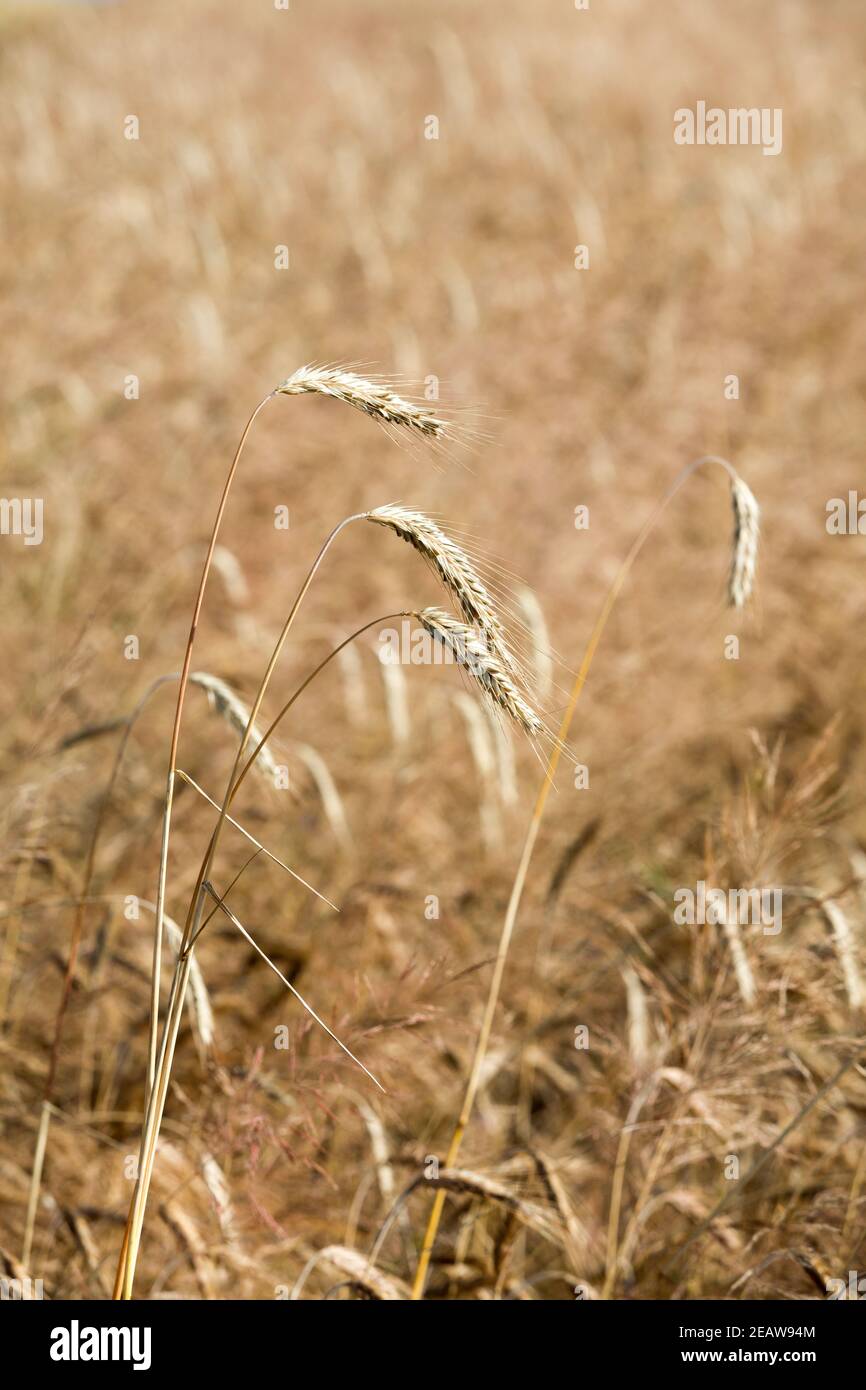 golden wheat in a farm field Stock Photo - Alamy