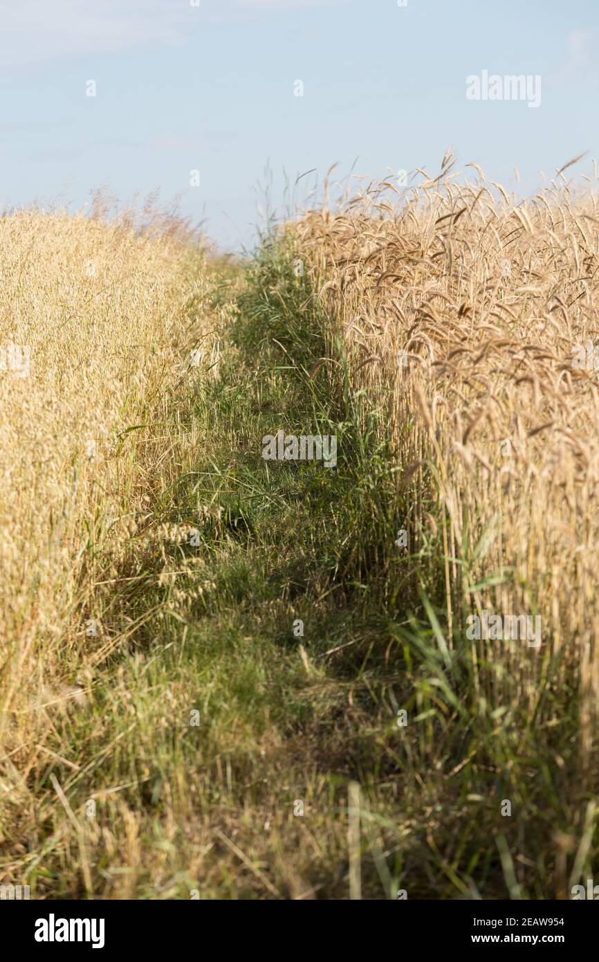 golden wheat in a farm field Stock Photo - Alamy