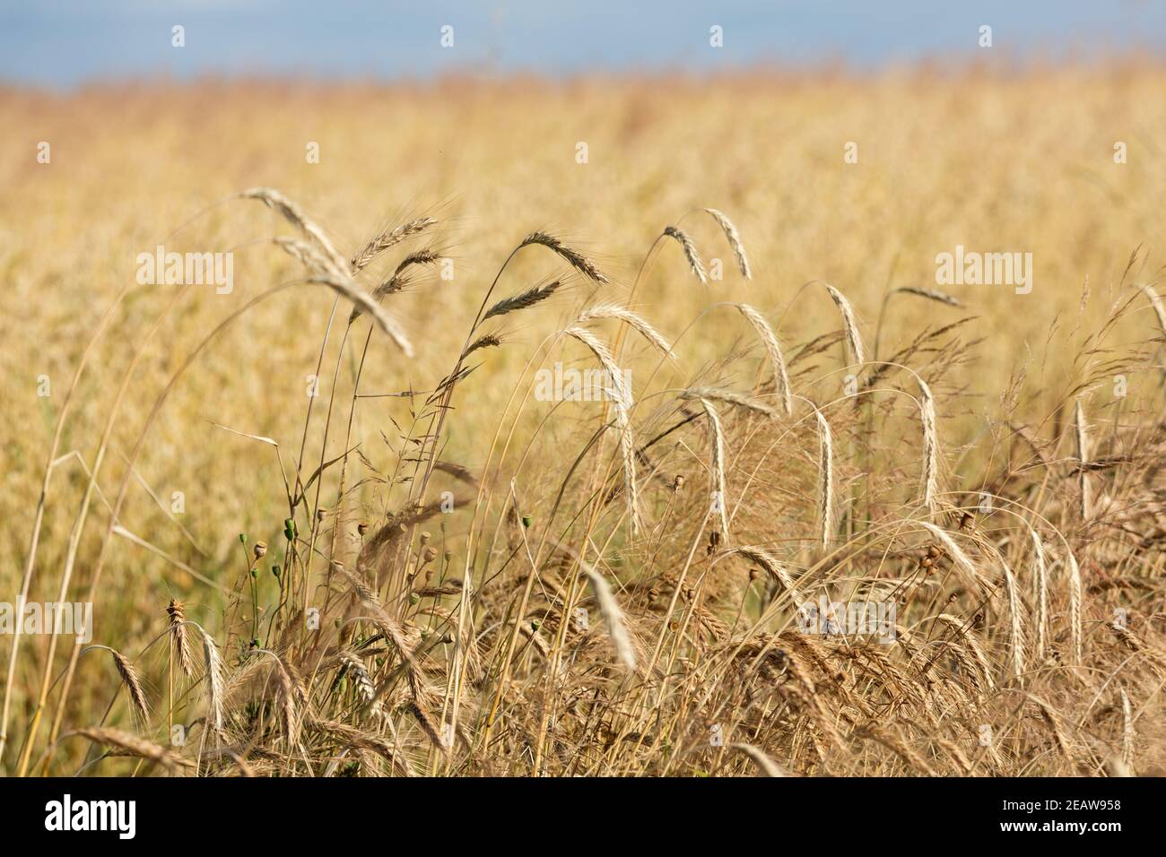 golden wheat in a farm field Stock Photo - Alamy