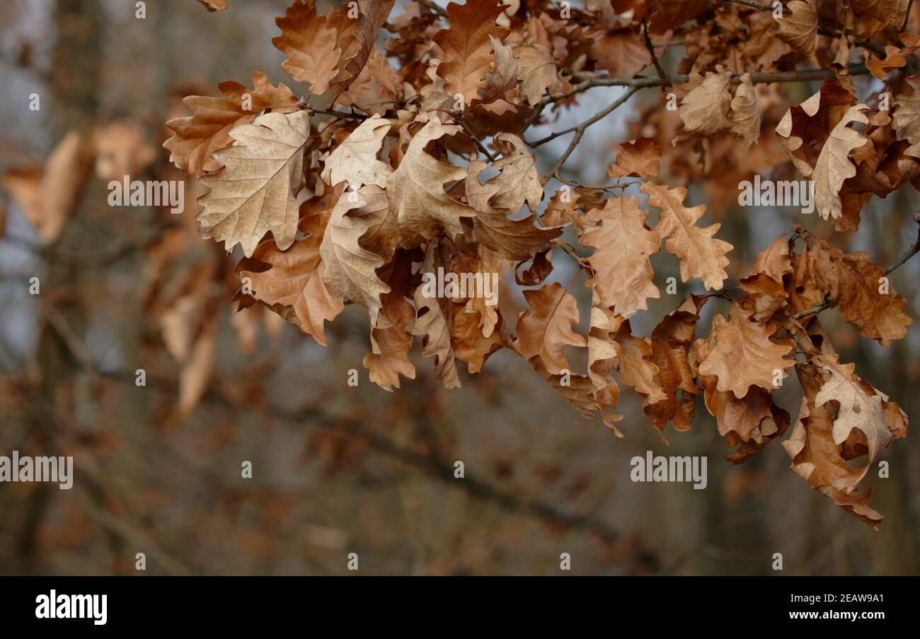 Wilted leaf texture hi-res stock photography and images - Alamy