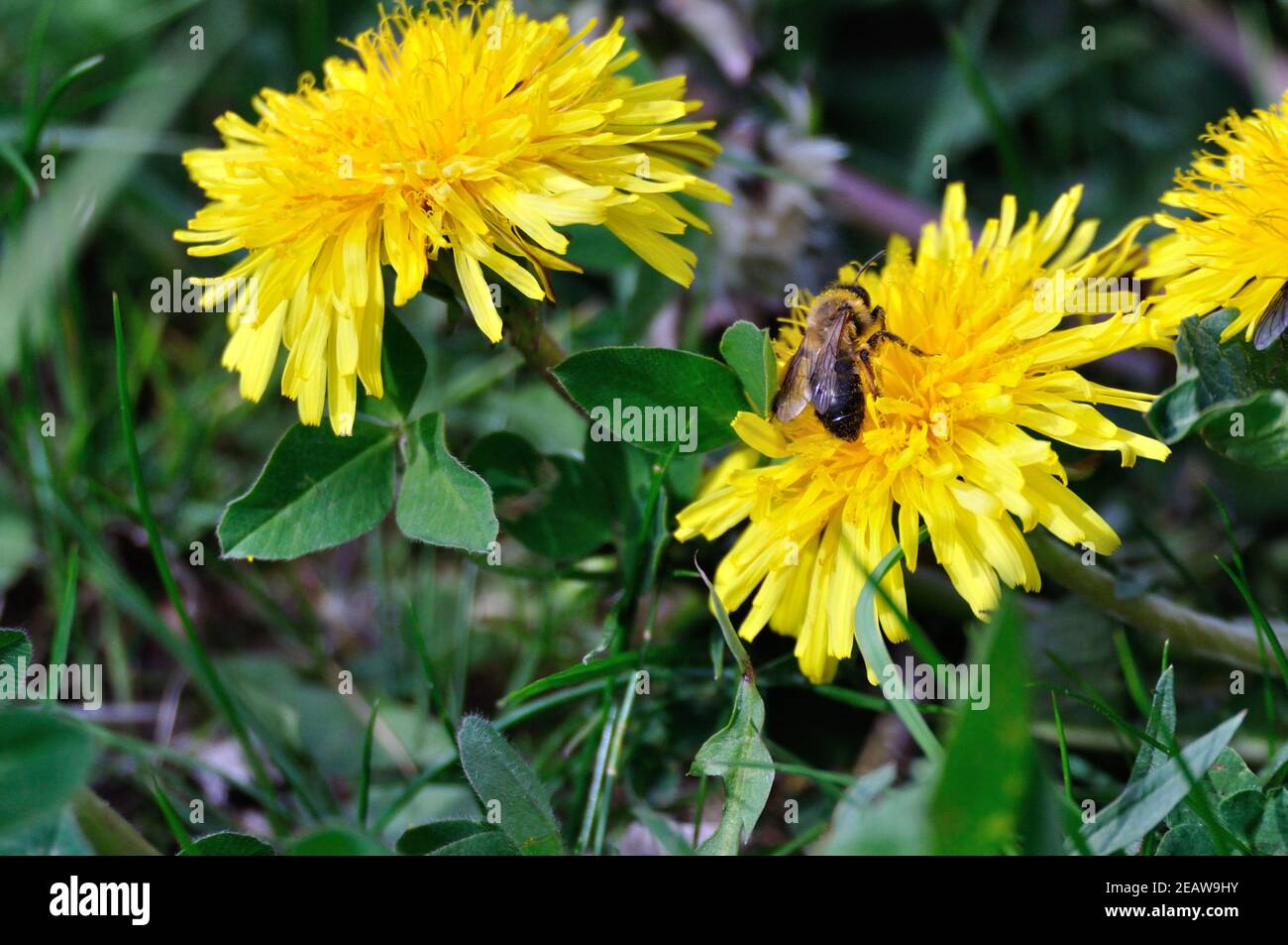 Bee on the dandelion Stock Photo - Alamy