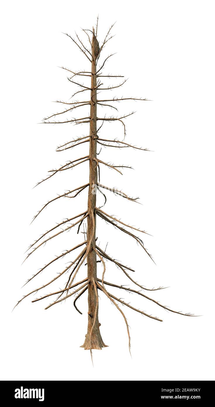 3D Rendering Alaska Cedar Tree on White Stock Photo - Alamy
