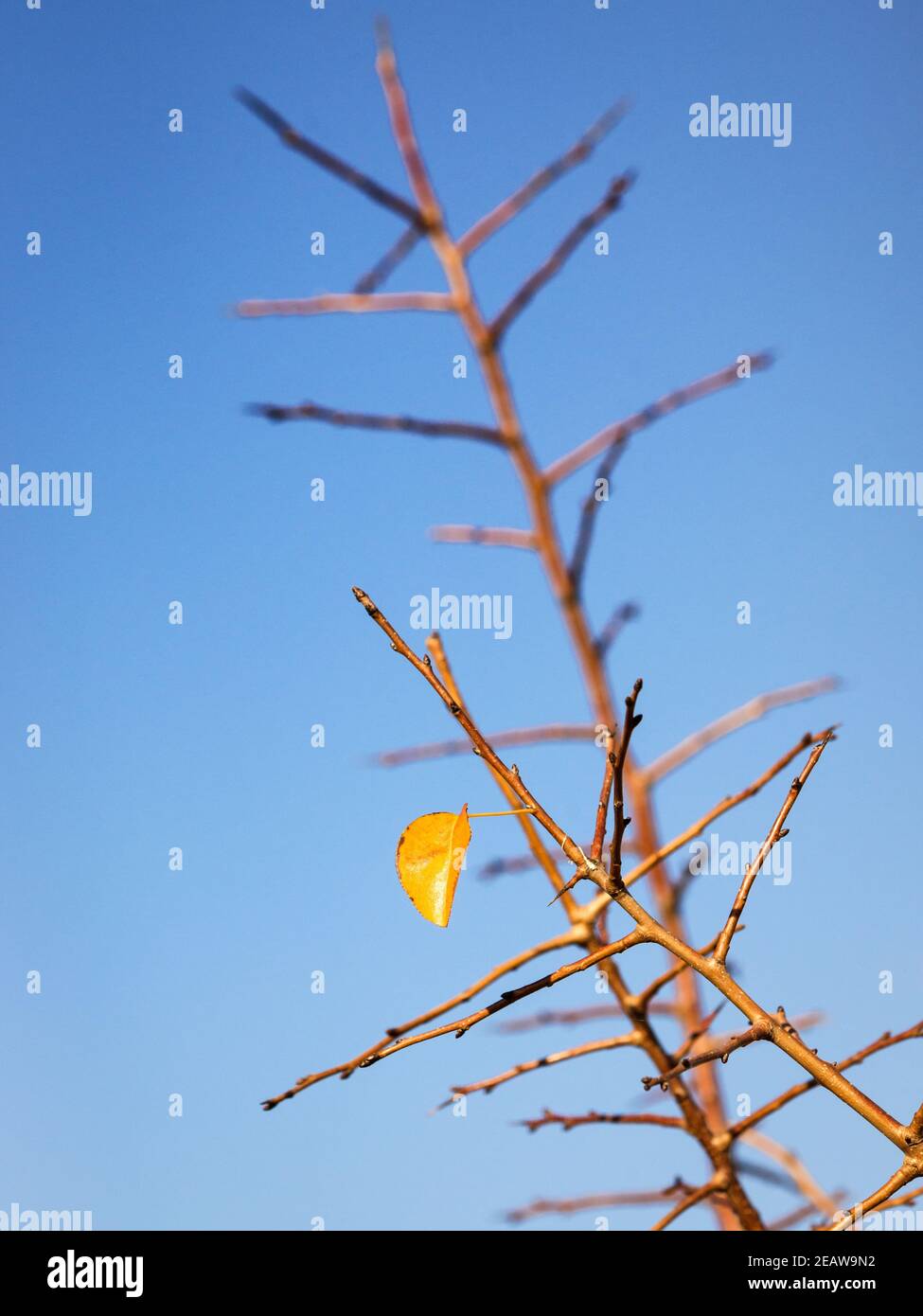 Yellow leaf hi-res stock photography and images - Alamy