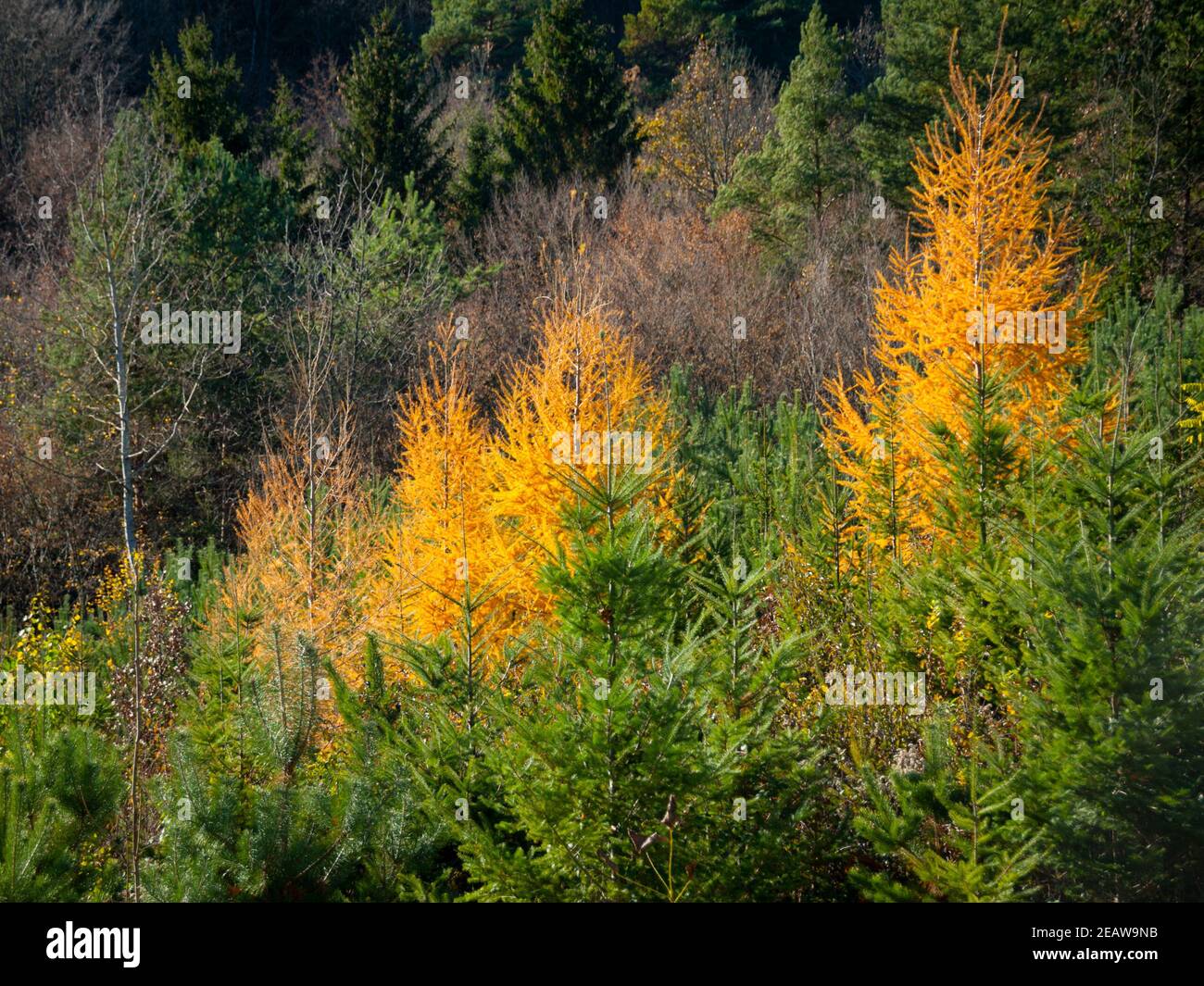 Mixed forest pine spruce birch hi-res stock photography and images - Alamy