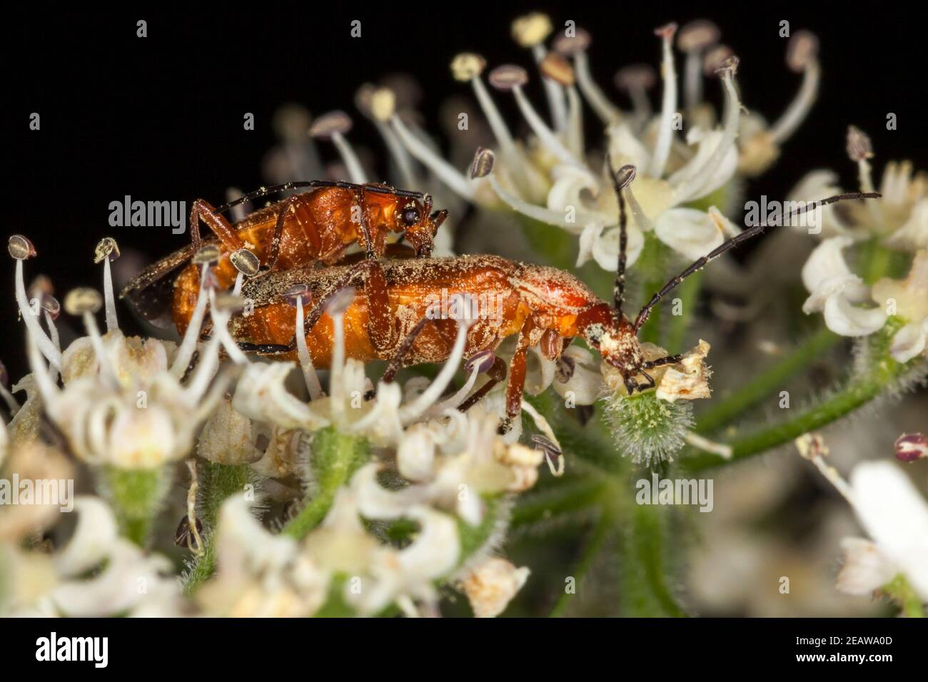 Cardinal beetle (pyrochroa coccinea) red headed insect Stock Photo - Alamy