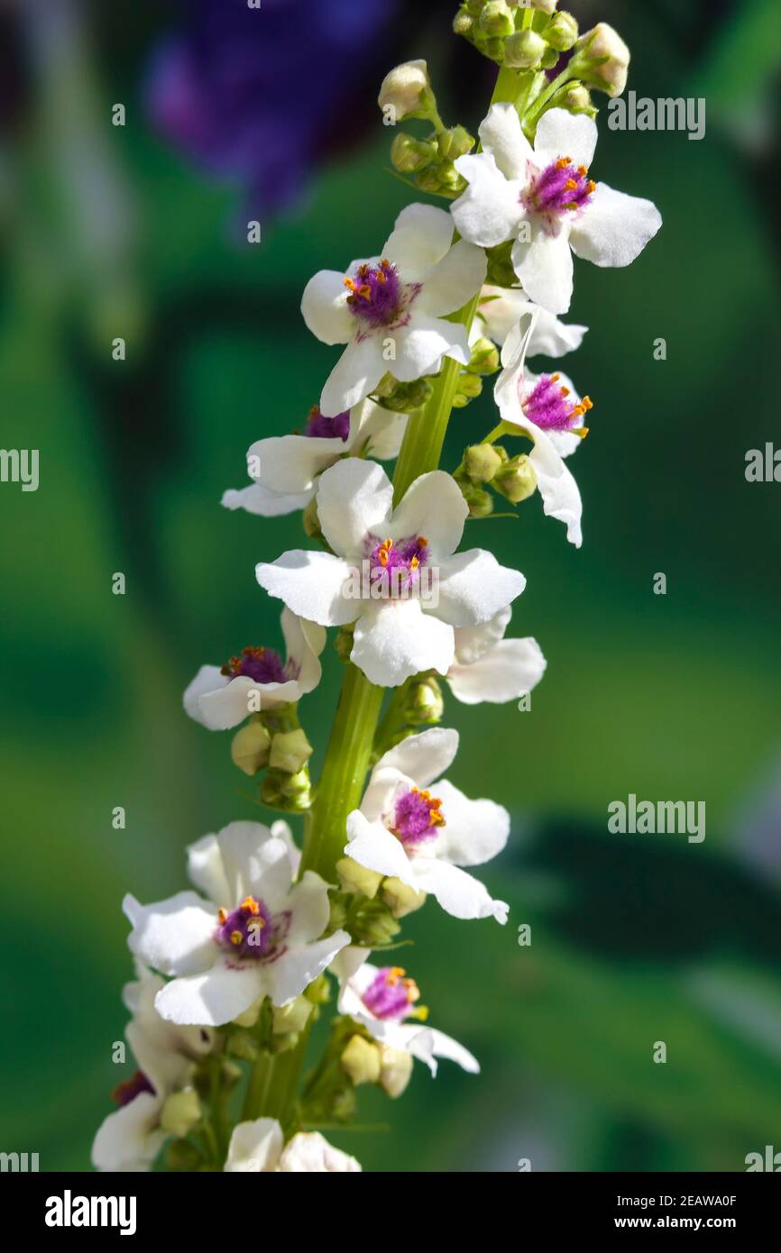 Pink Mullein High Resolution Stock Photography and Images - Alamy