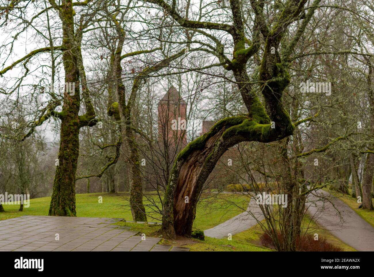Old crooked trees hi-res stock photography and images - Alamy