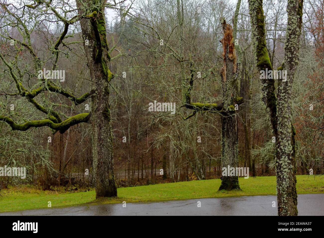Crooked mossy trees in autumn with green grass lawn around Stock Photo ...