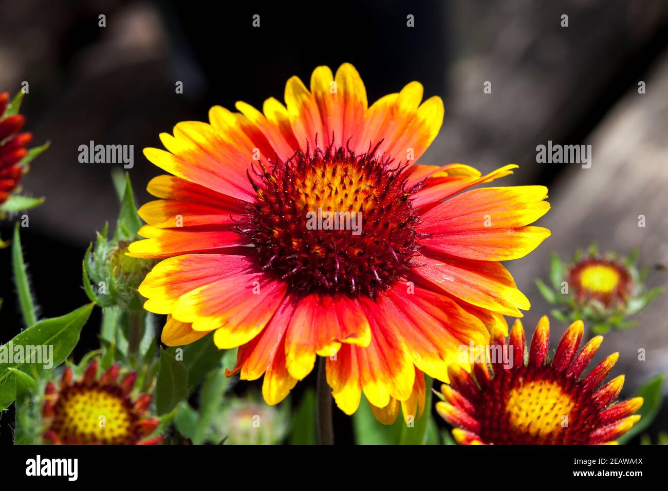 Arizona sun flower hi-res stock photography and images - Alamy