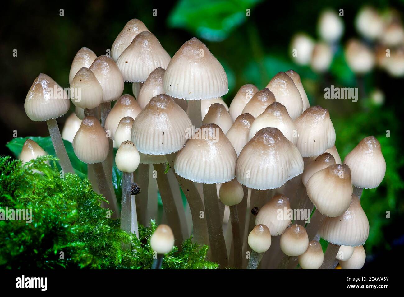 Fall fungi toadstool autumn hi-res stock photography and images - Alamy