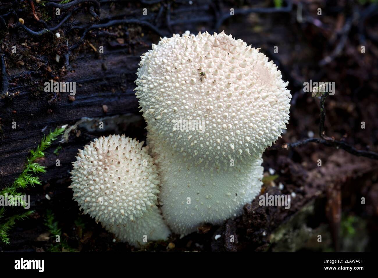 Puffball fungus hi-res stock photography and images - Alamy
