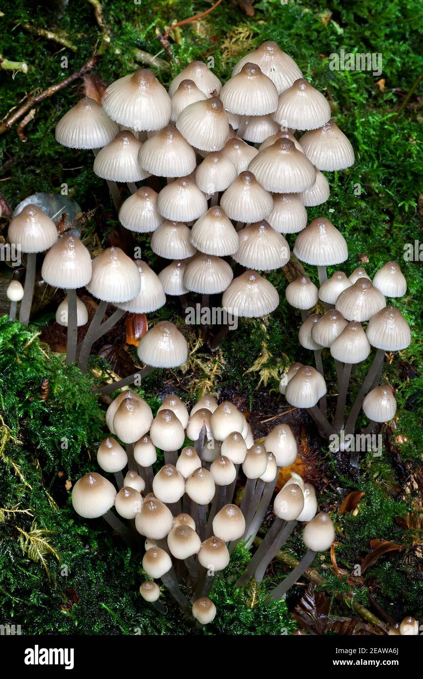 Woodland fungi mushrooms in the autumn Stock Photo - Alamy