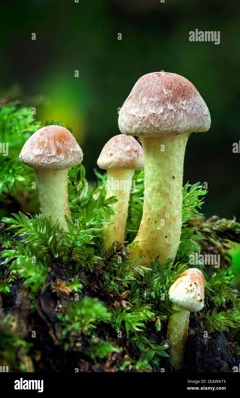 Woodland fungi mushrooms in the autumn Stock Photo - Alamy