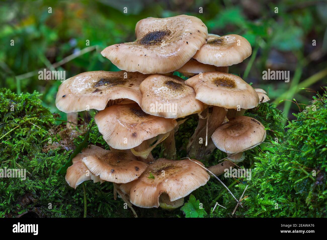 Woodland fungi mushrooms in the autumn Stock Photo - Alamy