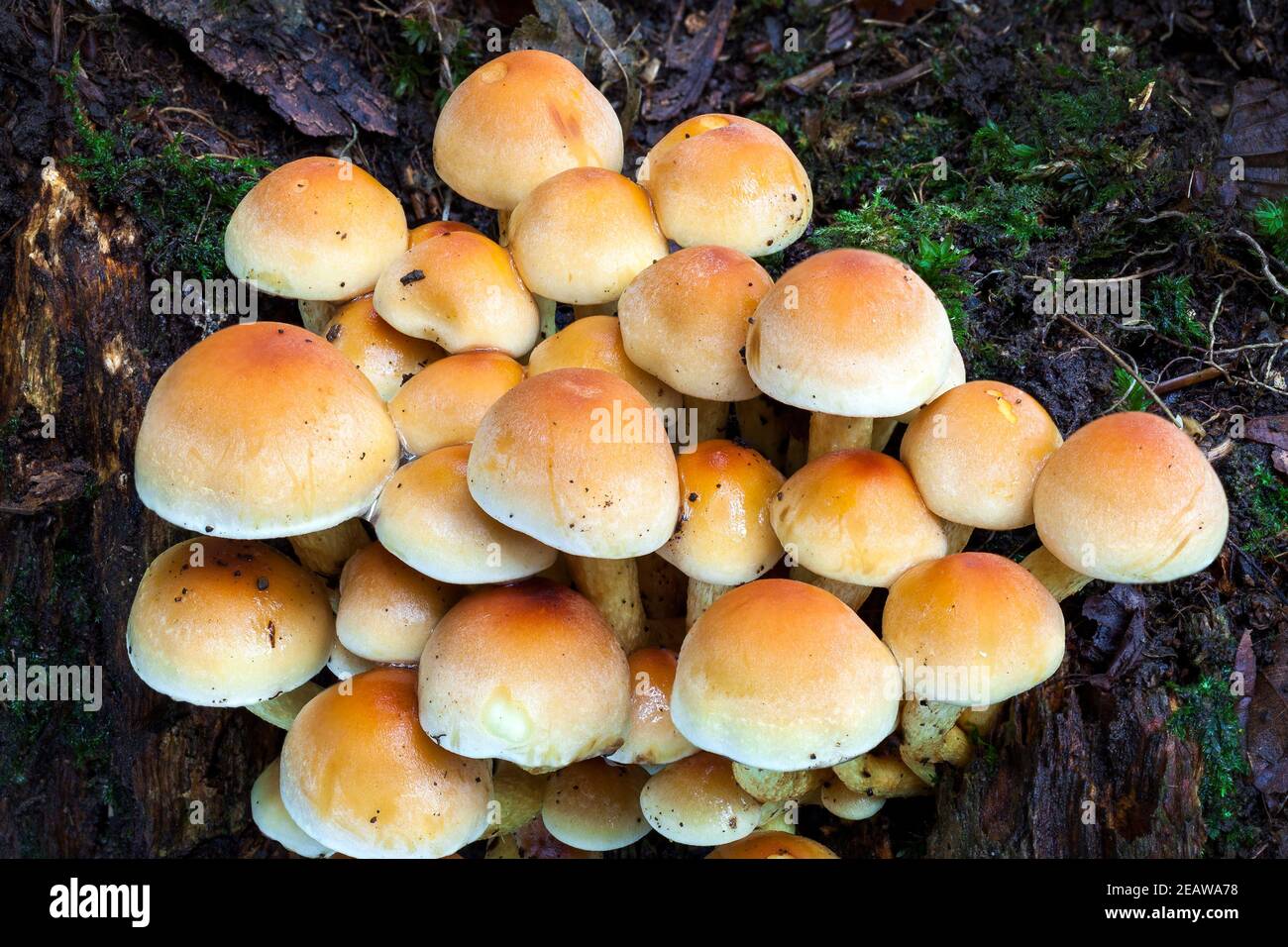 Fall fungi toadstool autumn hi-res stock photography and images - Alamy
