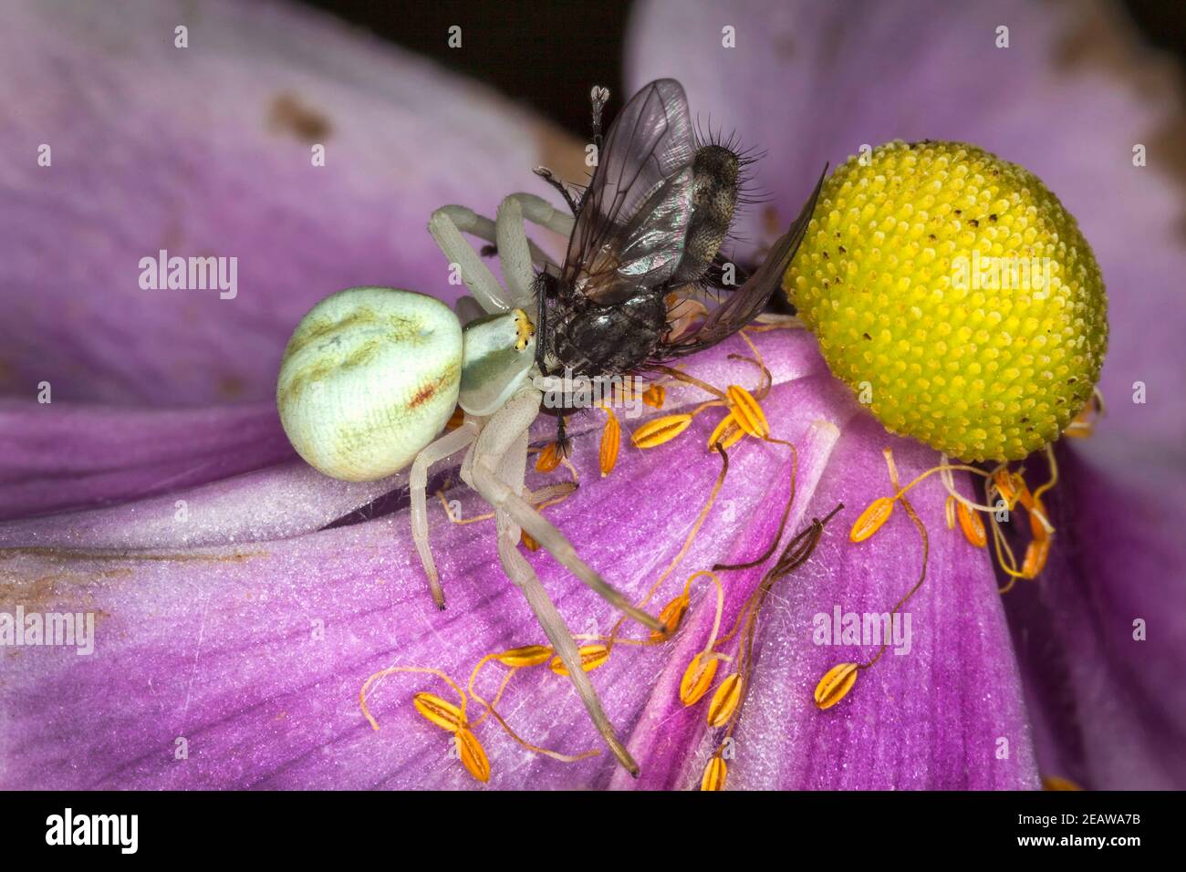 White crab spider with a fly Stock Photo - Alamy