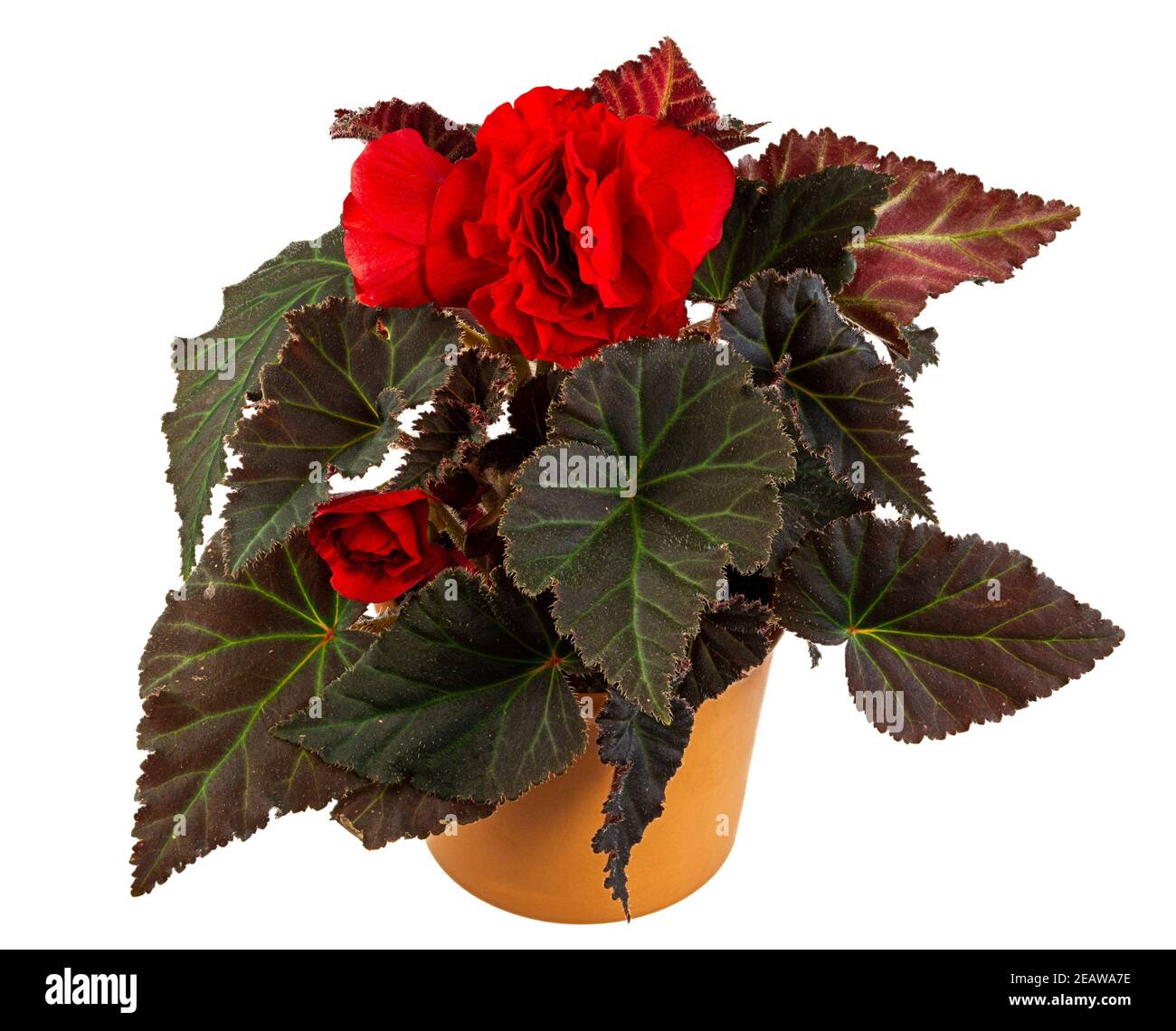 Begonia pot plant hi-res stock photography and images - Alamy