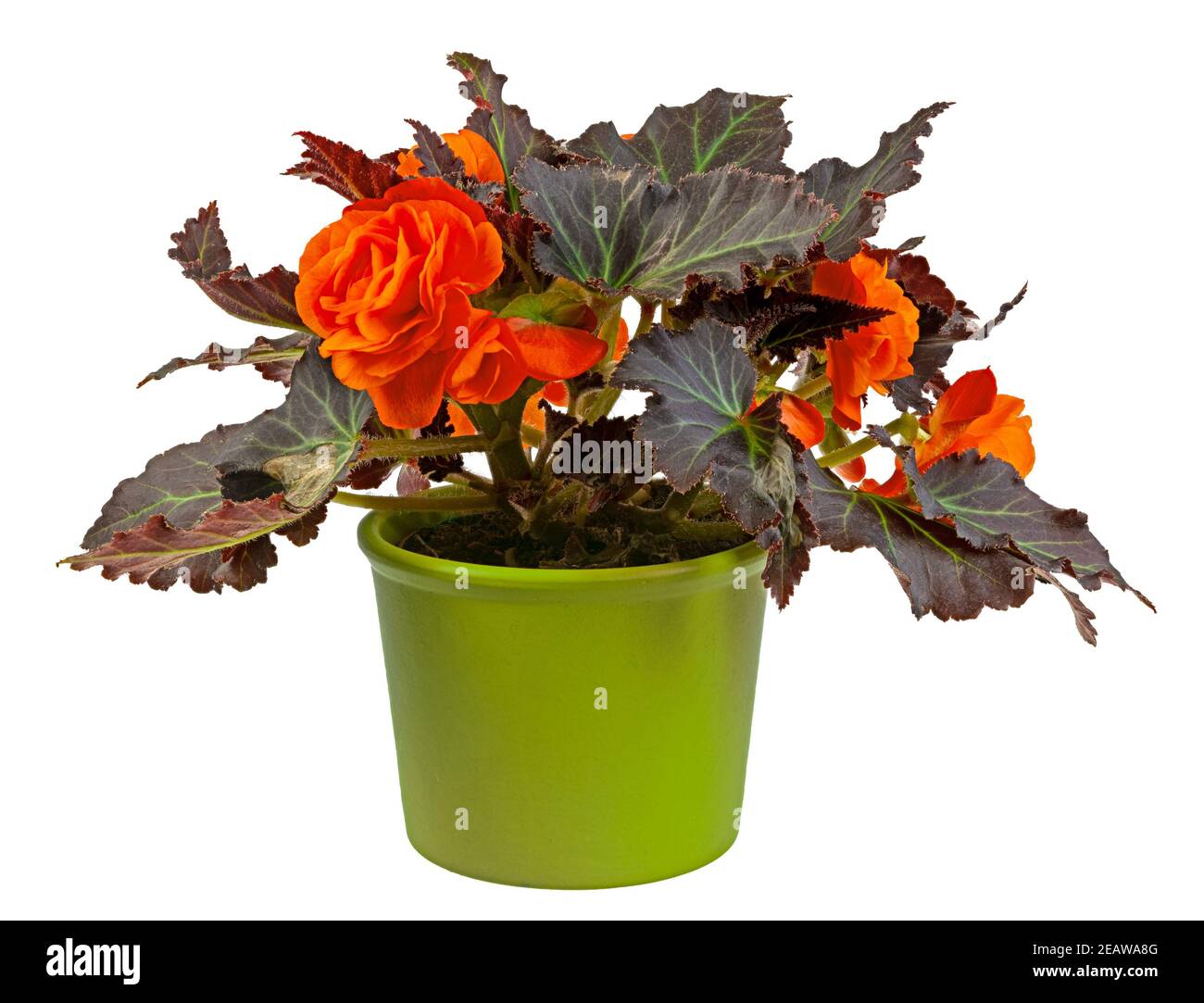 Begonia potted hi-res stock photography and images - Alamy
