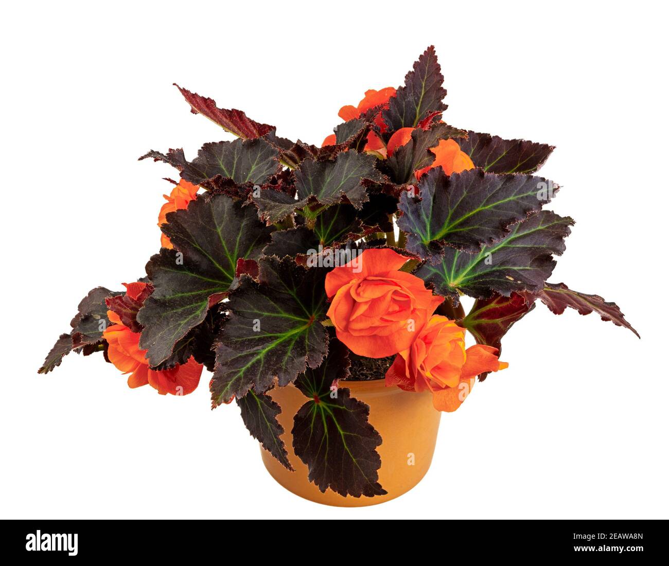 Isolated potted begonia flower Stock Photo - Alamy