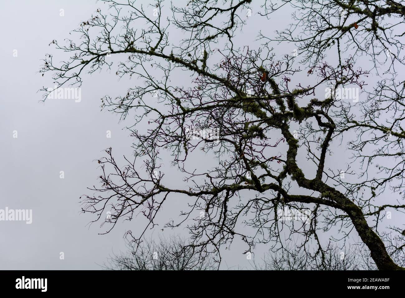 November background with tree branches silhouette against grey dismal ...