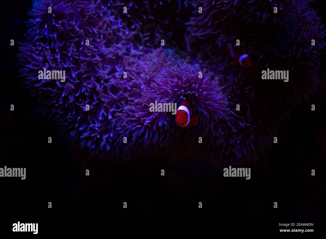 Anemone fish with anemone,Sea anemone and clown fish in marine aquarium ...
