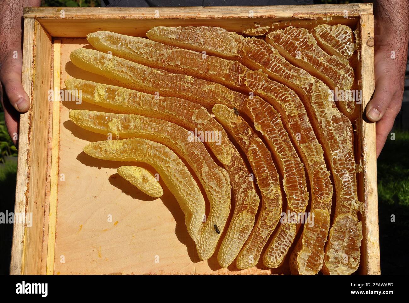 Natural Beehive Construction
