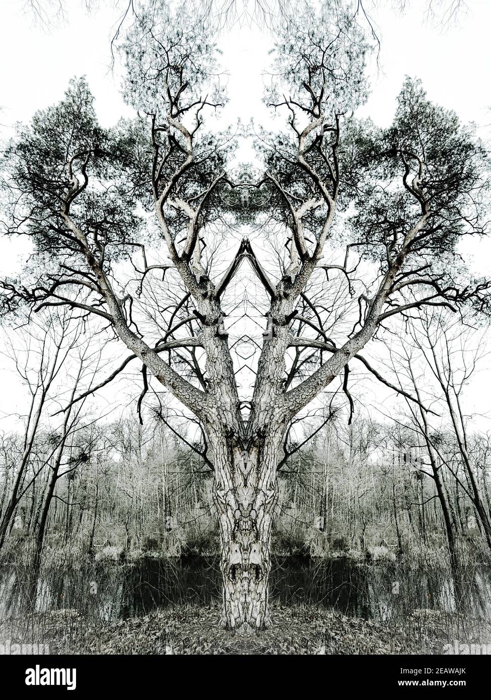 a tall tree against the sky - Oborniki Stock Photo - Alamy