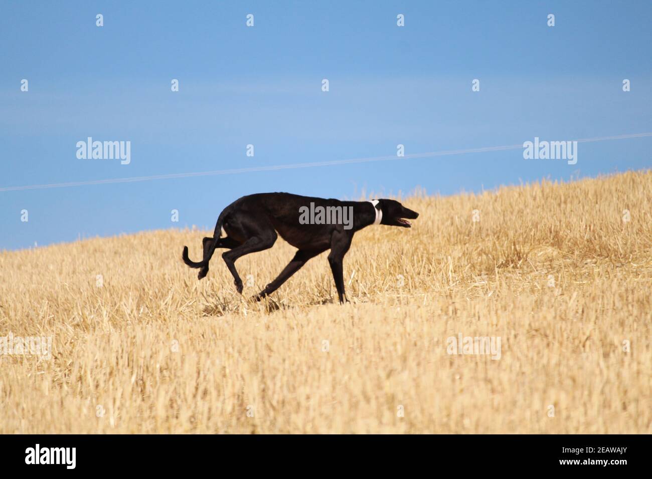 Spanish greyhound in mechanical hare race in the countryside Stock ...