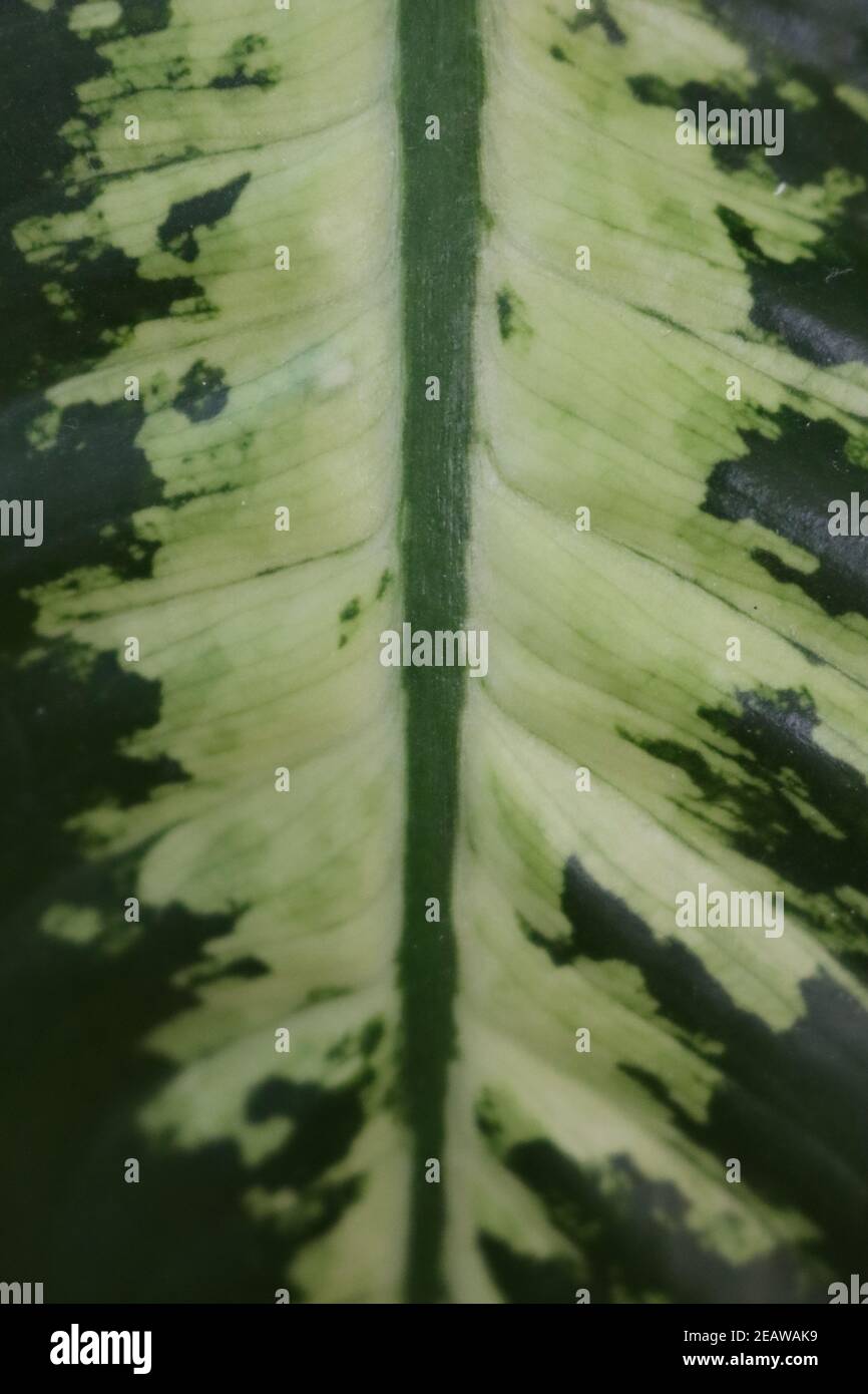 beautiful natural green plank sheet that purifies the air Stock Photo ...