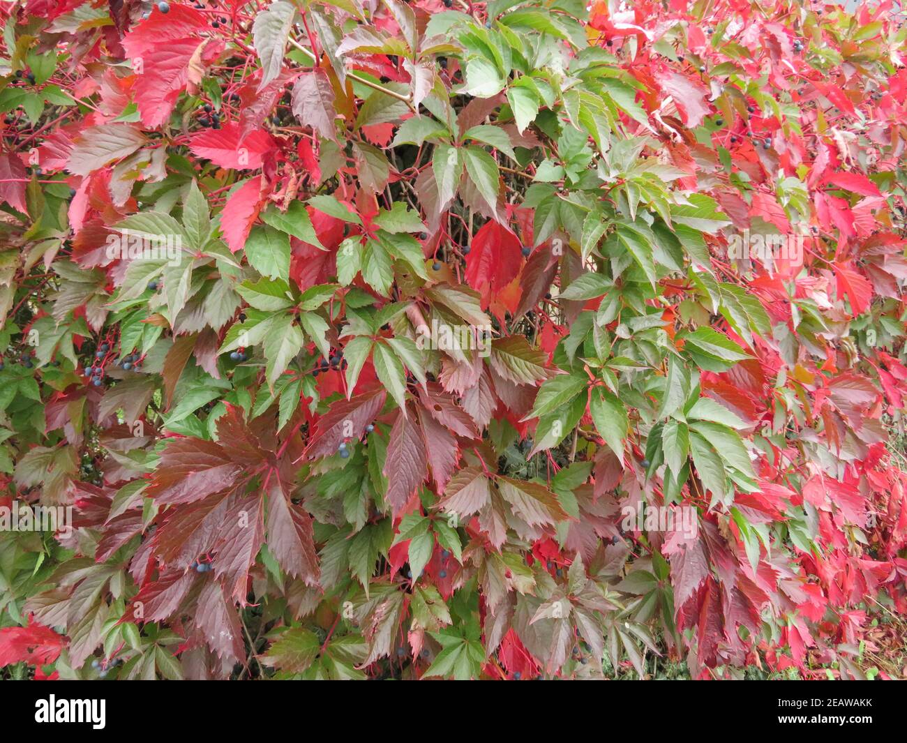 Beautiful hedges of dry leaves that change color in the fall Stock ...